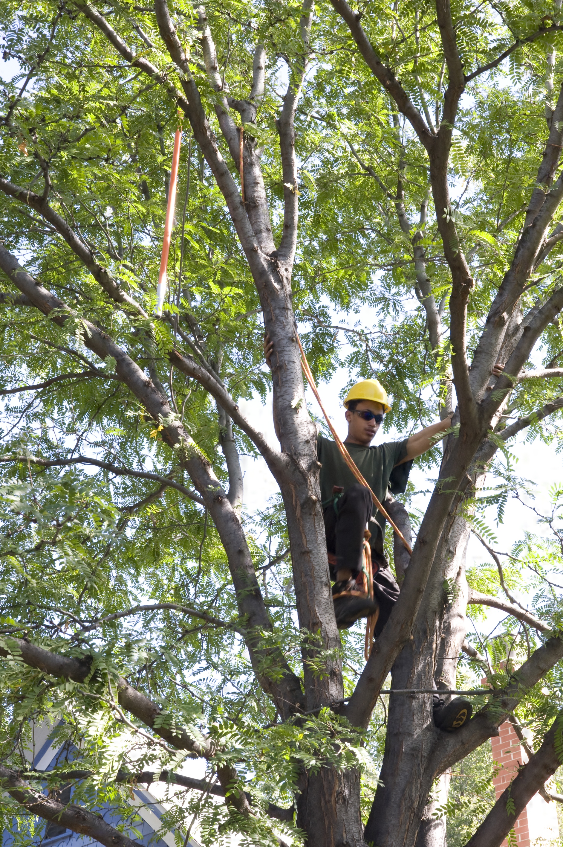 Arborist Apprenticeship Program | ArborScape Services